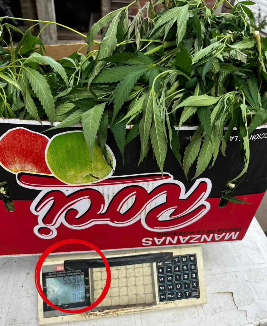 Florentino Ameghino: Allanamiento por infracción Ley 23.737 – Los ...